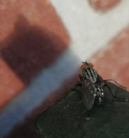 profil Fliege - CleefChat